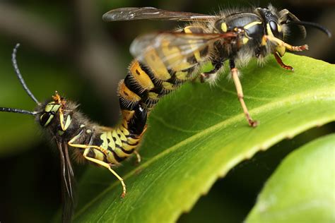 Fig Wasp Mating Ritual At Amanda Snyder Blog