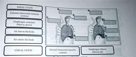 Solved Label The Figure That Shows Inhalation And The Figure That Shows Exhalation In