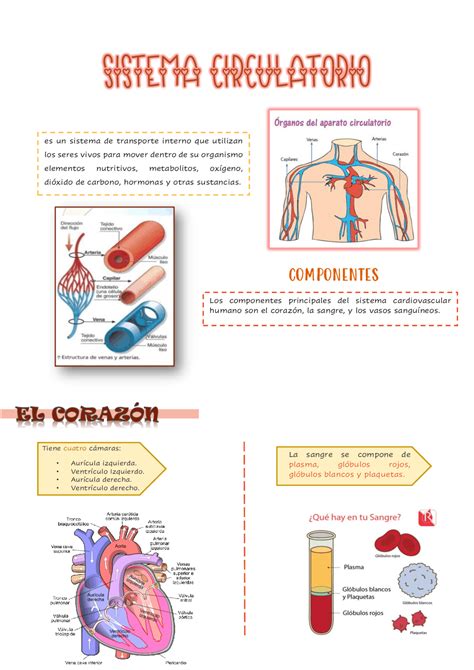 Sistema Circulatorio Definicin Caractersticas Importancia