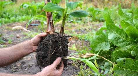 How To Plant Grow And Care For Banana Plants