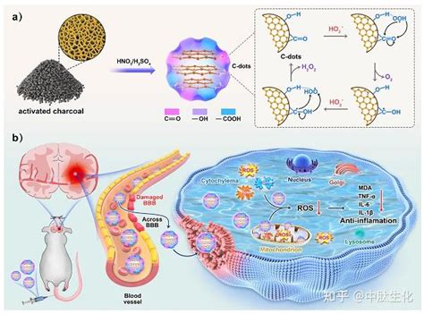 研究解析超氧化物歧化纳米酶的催化机制 知乎