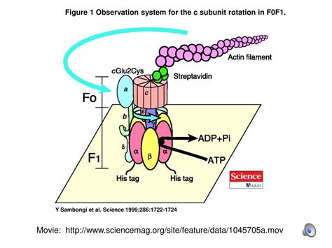 PPT ATP Synthesis The F 1 F 0 ATPase PowerPoint Presentation Free Download ID 3216143
