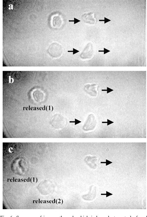 Figure 6 From Parallel Transport Of Biological Cells Using Individually Addressable Vcsel Arrays