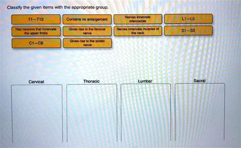 Solved Classify The Given Items Into The Appropriate Groups T1 T12