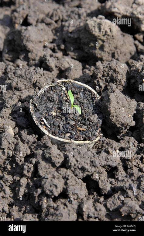 Parsnip Seedling Grown In A Reused Cardboard Tube Under Cover And Transplanted To The Growing