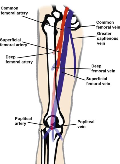 Popliteal Artery And Vein