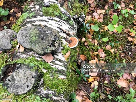 로그의 나무 줄기에 다른 우 디 맛 있는 버섯 자연 녹색 이끼와 숲에 나뭇잎과 잔디로 덮여 0명에 대한 스톡 사진 및 기타 이미지 0명 가을 갈색 Istock
