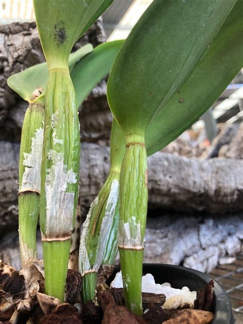 Cattleya Orchid Care Made Easy With Pictures Artofit