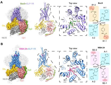 PNAS 王明伟团队揭示GLP 1受体小分子激动剂拟肽效应的的分子机制