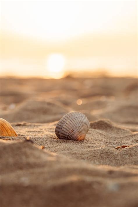 벨기에의 모래사장에 있는 조개껍데기 · 무료 스톡 사진