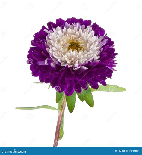 Aster Violeta Blanco Aislado Imagen De Archivo Imagen De Color Polen