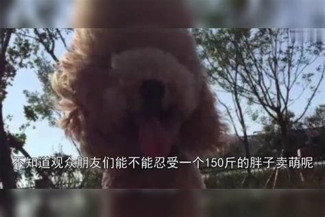 男子300元买的一只哈士奇，长大18变，越看越像“大师兄”哈士奇买的男子