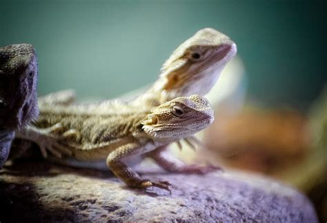 Prehistoric Lizards Reptile Evolution