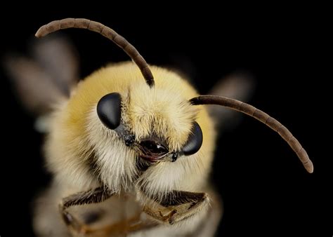 How Close Up Glamour Shots Are Generating Buzz For Bees