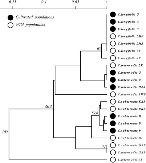 Unrooted Neighbour Joining Clustering Diagram Of Cyclopia Populations