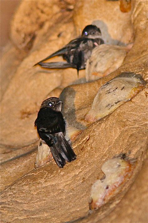 Edible Nest Swiftlet Gomantong Cave These Are Edible Nes… Flickr