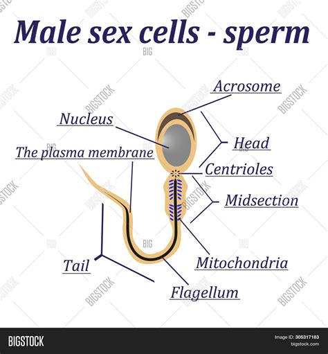 Diagram Male Sex Cells Image And Photo Free Trial Bigstock
