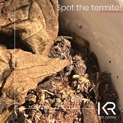How To Spot Termite Activity And Treat Them Kr Pest Control
