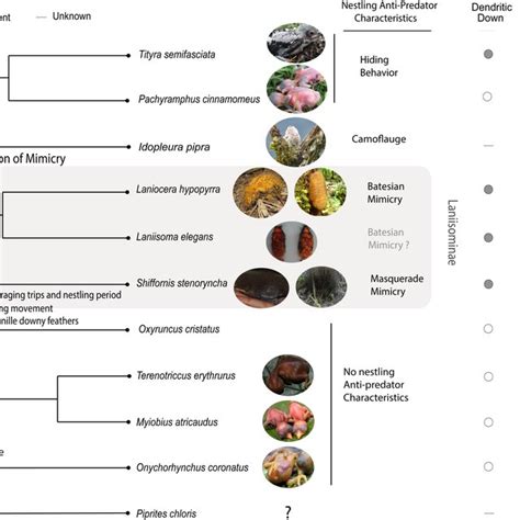 Phylogenetic Tree Showing The Possible Origin Of Each Trait According