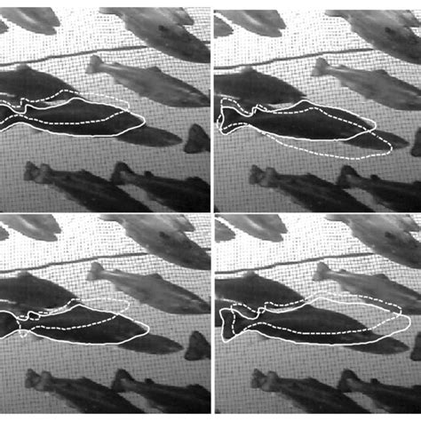 Segmentation Results For One Fish In The Central Region Of The Example Download Scientific