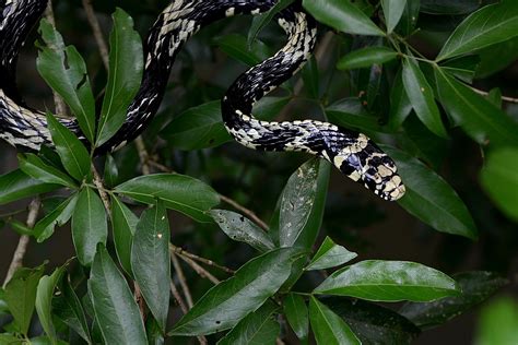 Serpiente Mica Serpientes De Costa Rica