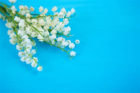 섬세 한 향기와 함께 멋진 향기로운 흰 꽃 파란색 나무 바탕에 계곡의 백합 5월에 대한 스톡 사진 및 기타 이미지 5월 거친 계곡 Istock