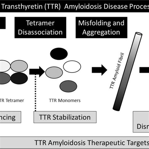 Pathophysiology Of Transthyretin Amyloid Disease And Associated Download Scientific Diagram