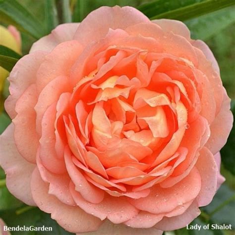 ლედი ოფ შალოტ 3 წლიანი