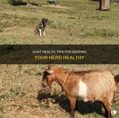 Goat Health Tips For Keeping Your Herd Healthy Petshun