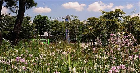 여름꽃과 두둥실 떠가는 구름