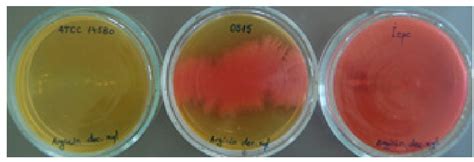 Figure 9 From Enzimatic And Genetic Variability In Bacillus Spp Strains With Plant Beneficial