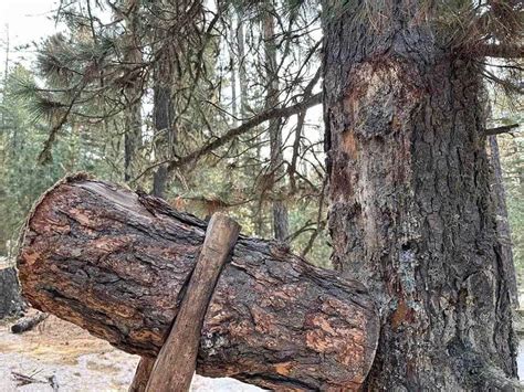 🇲🇳 САМАР БЭЛТГЭХ АШИГЛАХ Дэвших Өлзийт хишиг ХХК