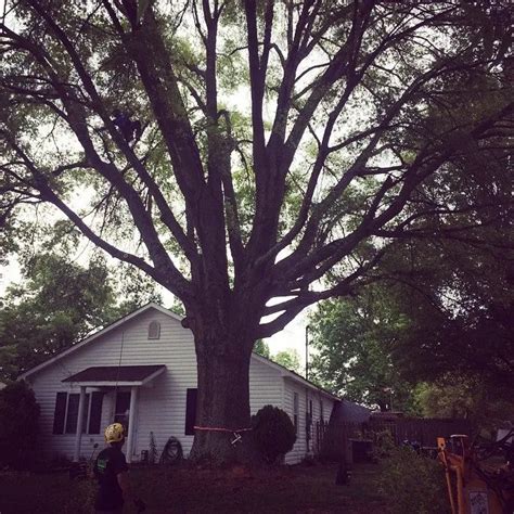 Tree Trimming Pruning Mooresville NC Tree Tech Tree Services