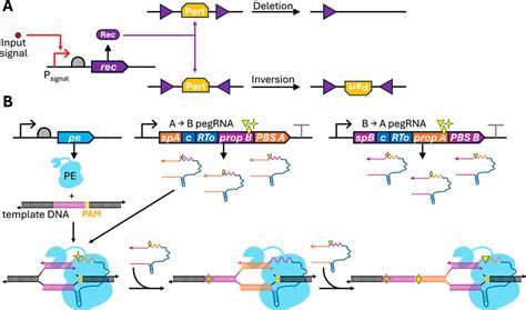 Frontiers Genetic Circuits In Synthetic Biology Broadening The Toolbox Of Regulatory Devices