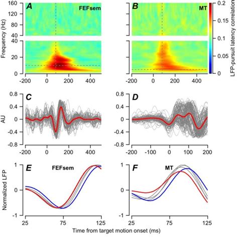 Quantitative Analysis Of The Relationship Between Local Field Potential