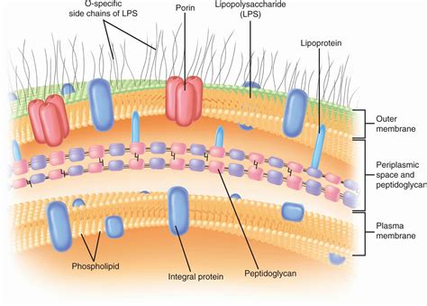 gram negative bacteria structure