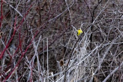 Beneficial Trees For Birds Your Appetite And Your Creative Side Alliance For The Chesapeake Bay