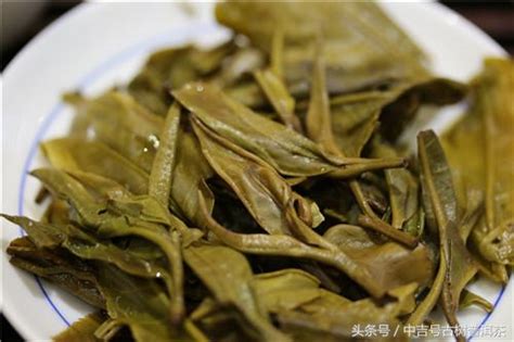 教你如何分辨冰島普洱茶 每日頭條