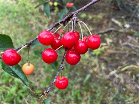Cheropugy Bush Cherry — Roots To Fruits Nursery