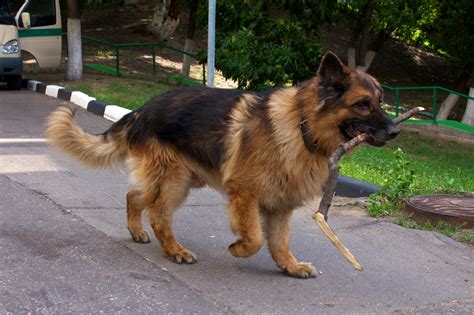Самые умные породы собак — ТОП 10 с фото и названиями «Дай Лапу