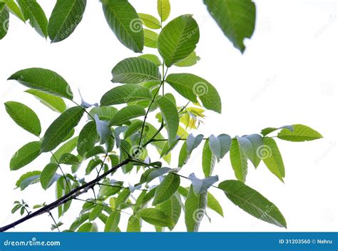 Walnut Leaves With Disease Mites Royalty Free Stock Image