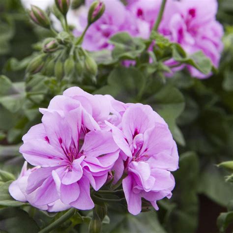 Are There Trailing Geraniums At Beth Heard Blog