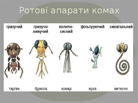Презентація Будова комах