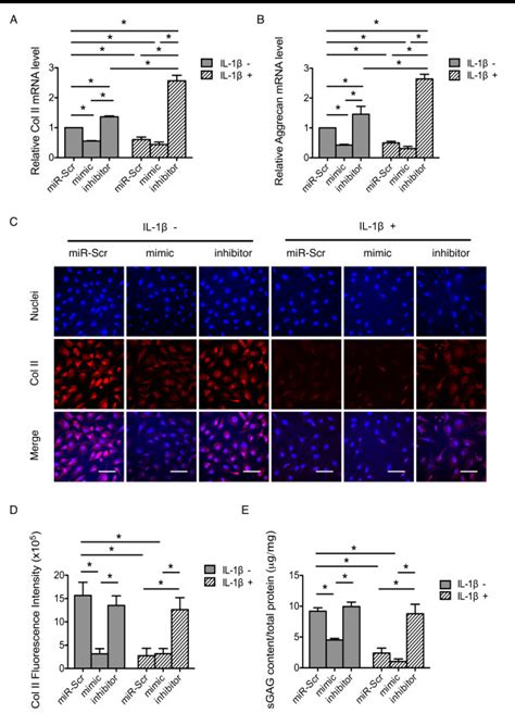 Effects Of Mir 101 On Il 1β Induced Chondrocyte Extracellular Matrix Download Scientific