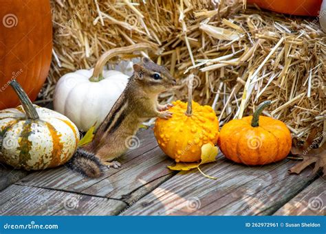 Chipmunk In Fall Still Life Stock Image Image Of Nature Halloween