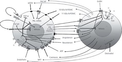 Schematic Representation Of The Paracrine Systems Acting Between Download Scientific Diagram