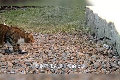 猫被老鼠追了半条街街头上演奇葩一幕老鼠这事够我吹一辈子 老鼠 奇葩