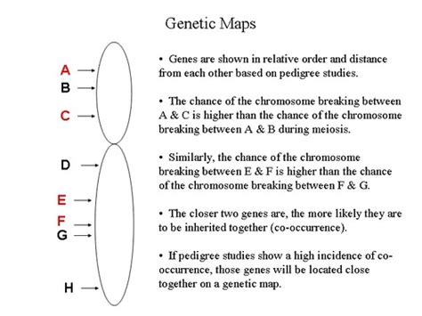 2 Genomes And Evolution Flashcards Quizlet