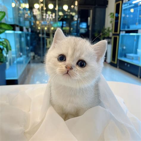 브리티쉬숏헤어 런턴 퍼스트캣ㆍ24시 고양이분양ㆍ전국 안심홈서비스