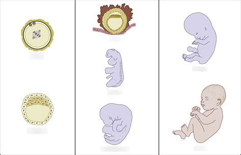 Prenatal Development Periods Diagram Quizlet